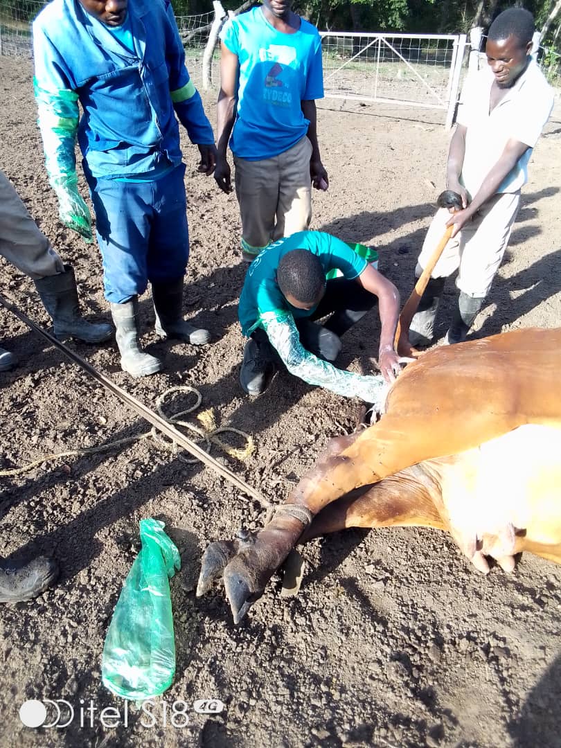 Dystocia In Cattle